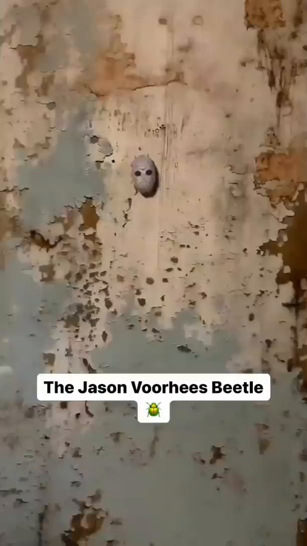 AP The Jason Voorhees Beetle - iFunny
