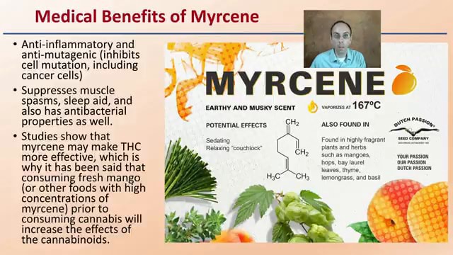Medical Benefits of Myrcene Anti-inflammatory and anti-mutagenic ...