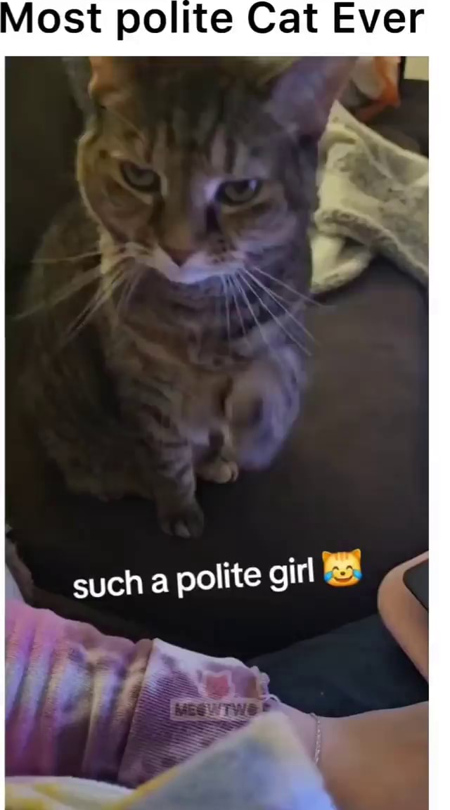 MOSt polite Cat Ever such a polite girl - iFunny