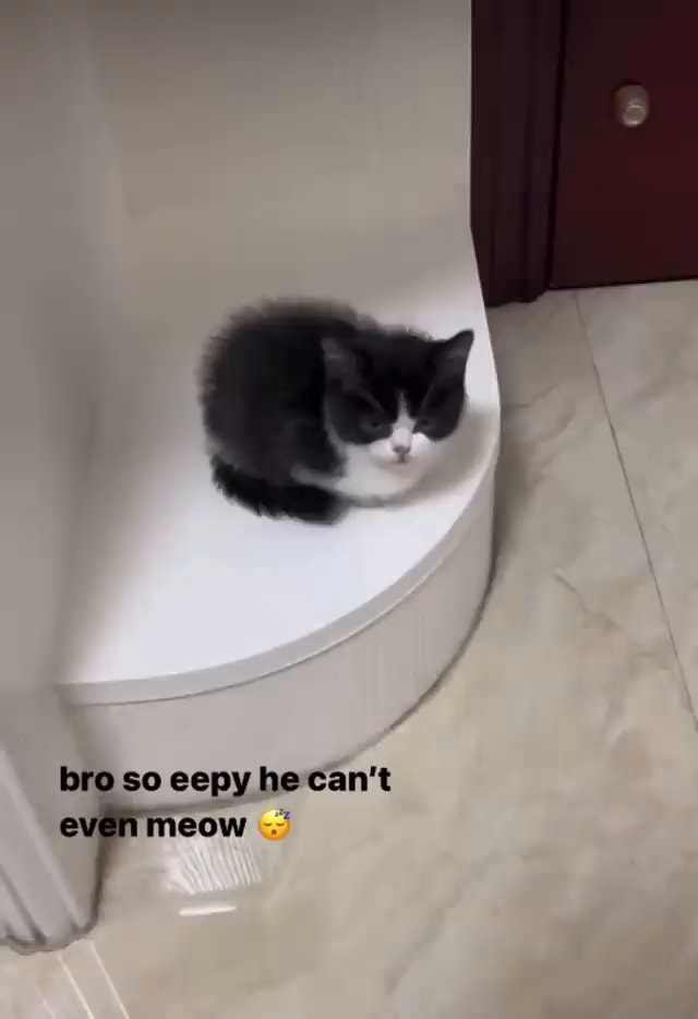 Bro so eepy he can't meow - iFunny