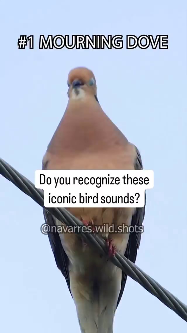 #1 MOURNING DOVE Do you recognize these iconic bird sounds? @navarres ...