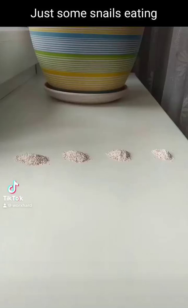 Just some snails eating TikTok - iFunny