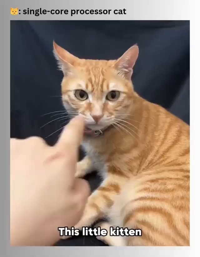 Single-core processor cat This little Kitten - iFunny