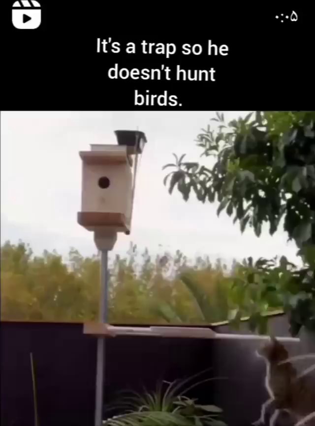 It's a trap so he doesn't hunt birds. - iFunny