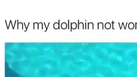 Why my dolphin not wor - iFunny