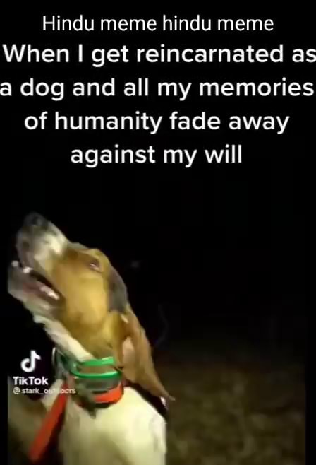 Hindu meme hindu meme When I I get reincarnated as a dog and all my ...
