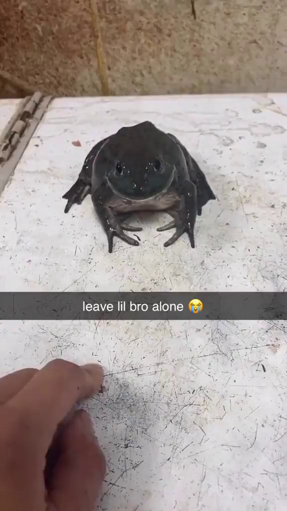 Leave lil bro alone - iFunny