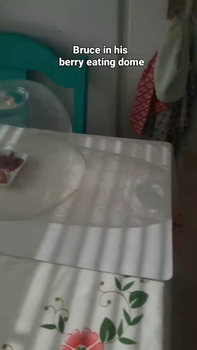 Bruce in his berry eating dome - iFunny