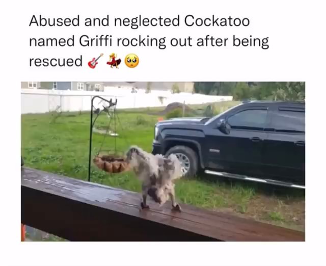 Abused and neglected Cockatoo named Griffi rocking out after being ...