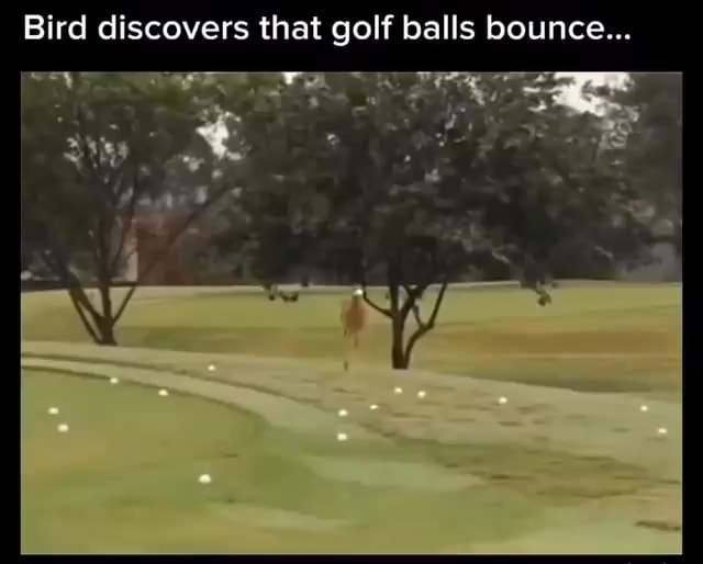 Bird discovers that golf balls bounce... - iFunny
