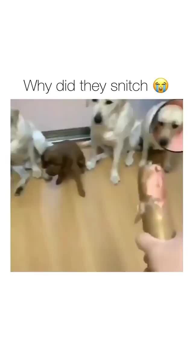 Why did they snitch - iFunny