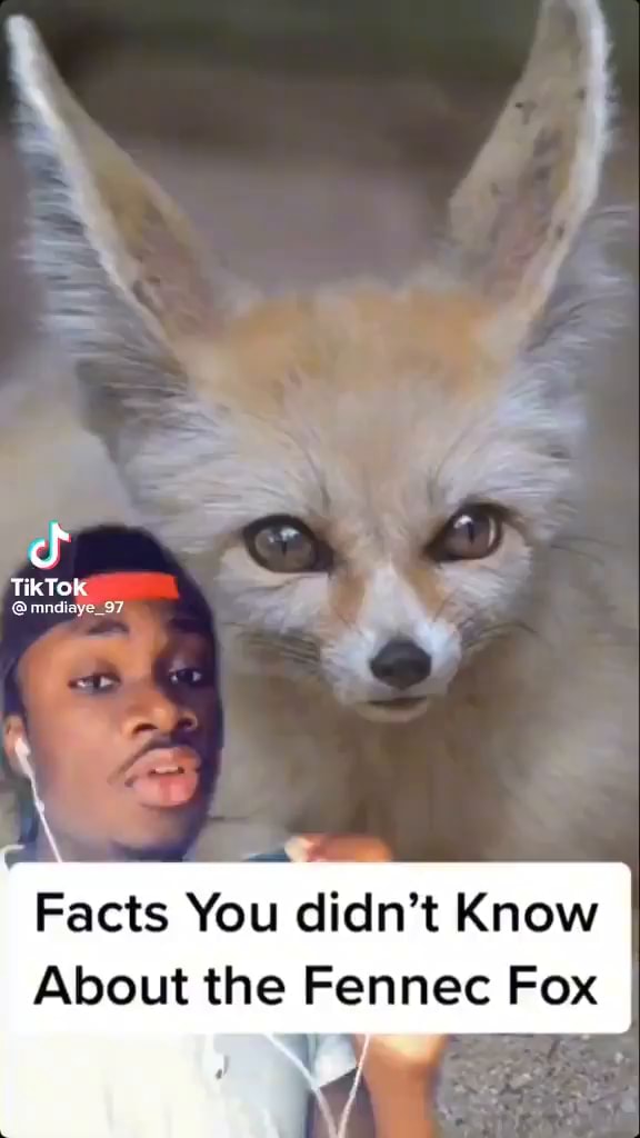 TikTok Facts You didn't Know About the Fennec Fox - iFunny