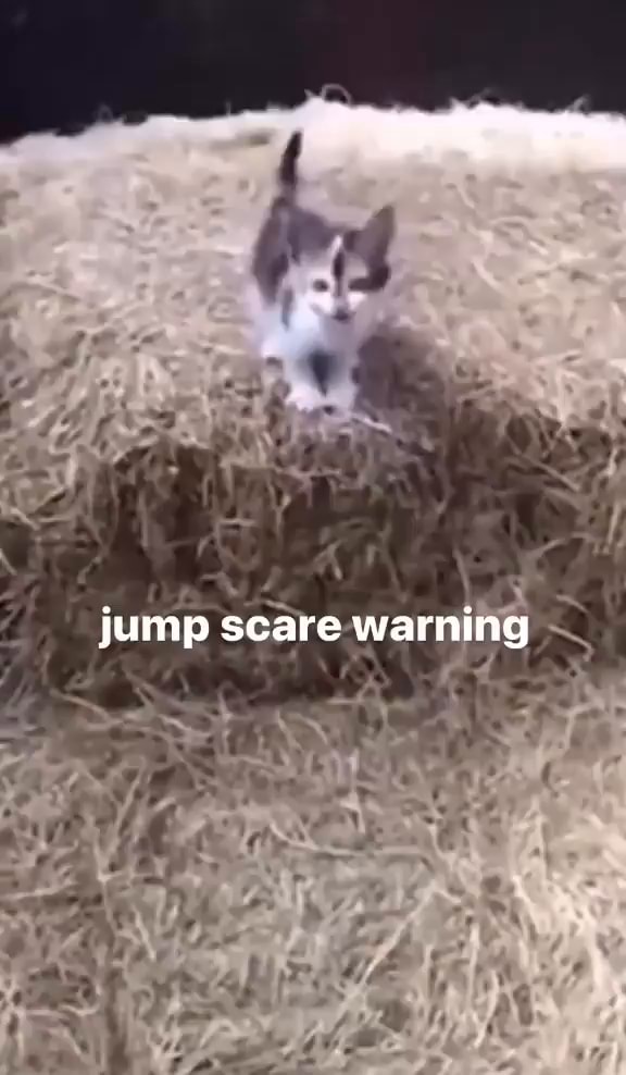 Jump scare warning - iFunny