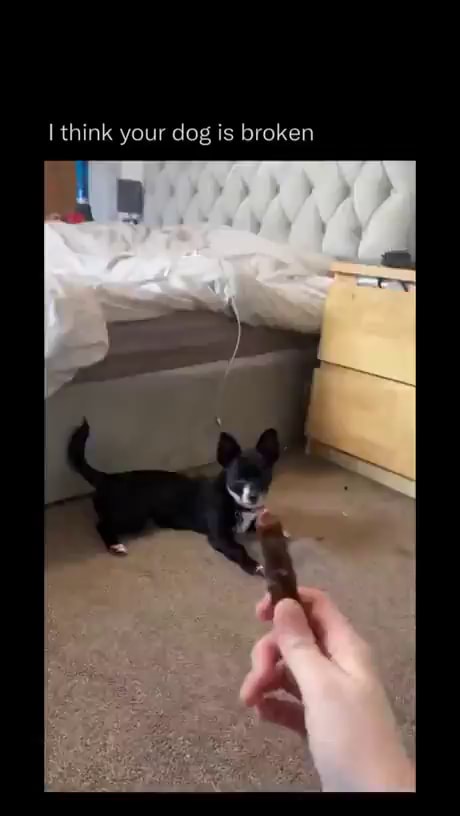 Think your dog is broken - iFunny Think your dog is broken - iFunny
