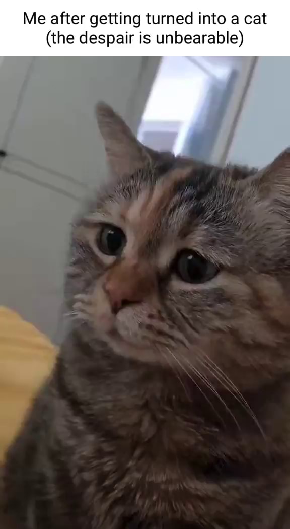 Me after getting turned into a cat (the despair is unbearable) - iFunny