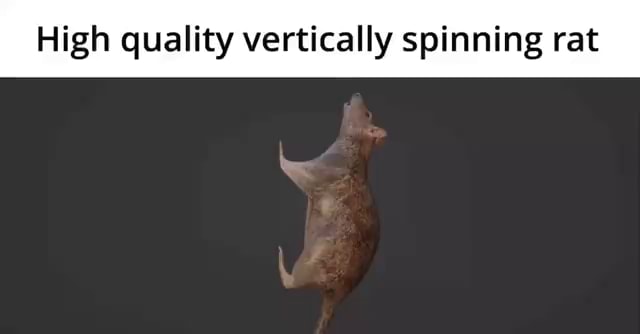 High quality vertically spinning rat - iFunny