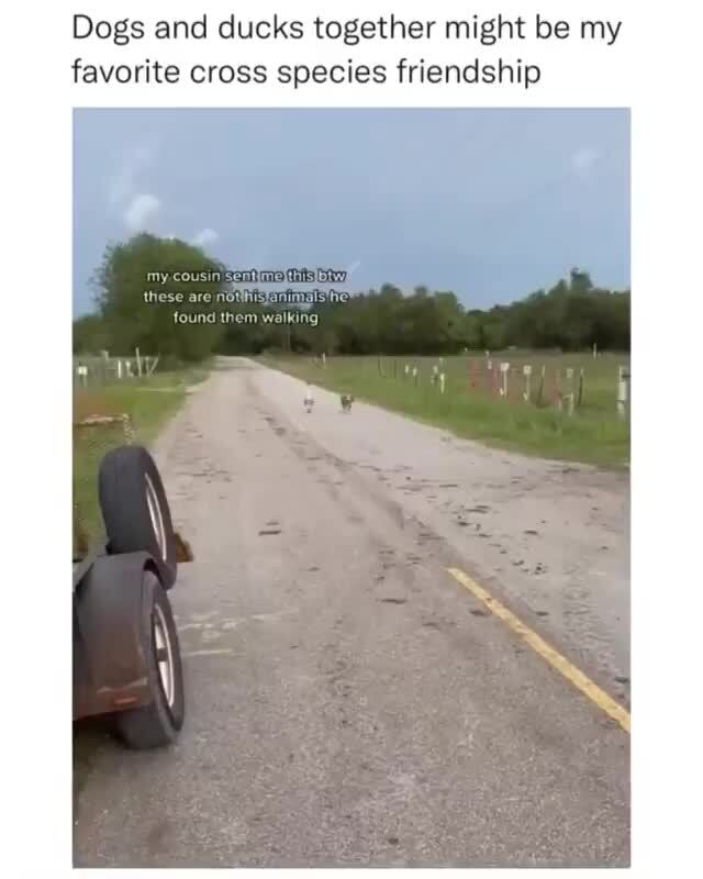 Dogs and ducks together might be my favorite cross species friendship ...