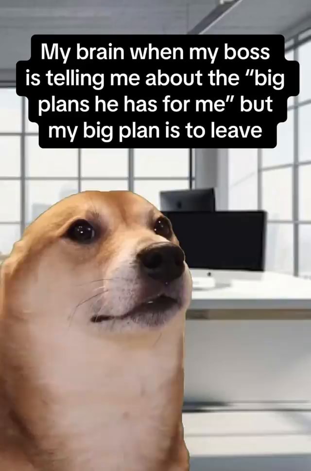 My brain when my boss is telling me about the "big I plans he has for ...