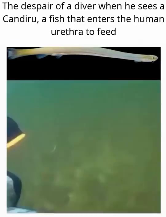 The despair of a diver when he sees a Candiru, a fish that enters the ...