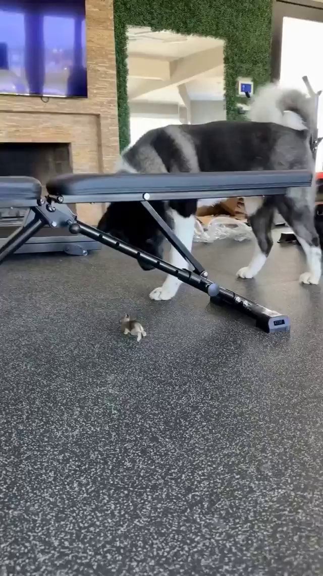 Video memes WtaPvfDQB by THE_PSYCHO_WOLF_: 234 comments - iFunny