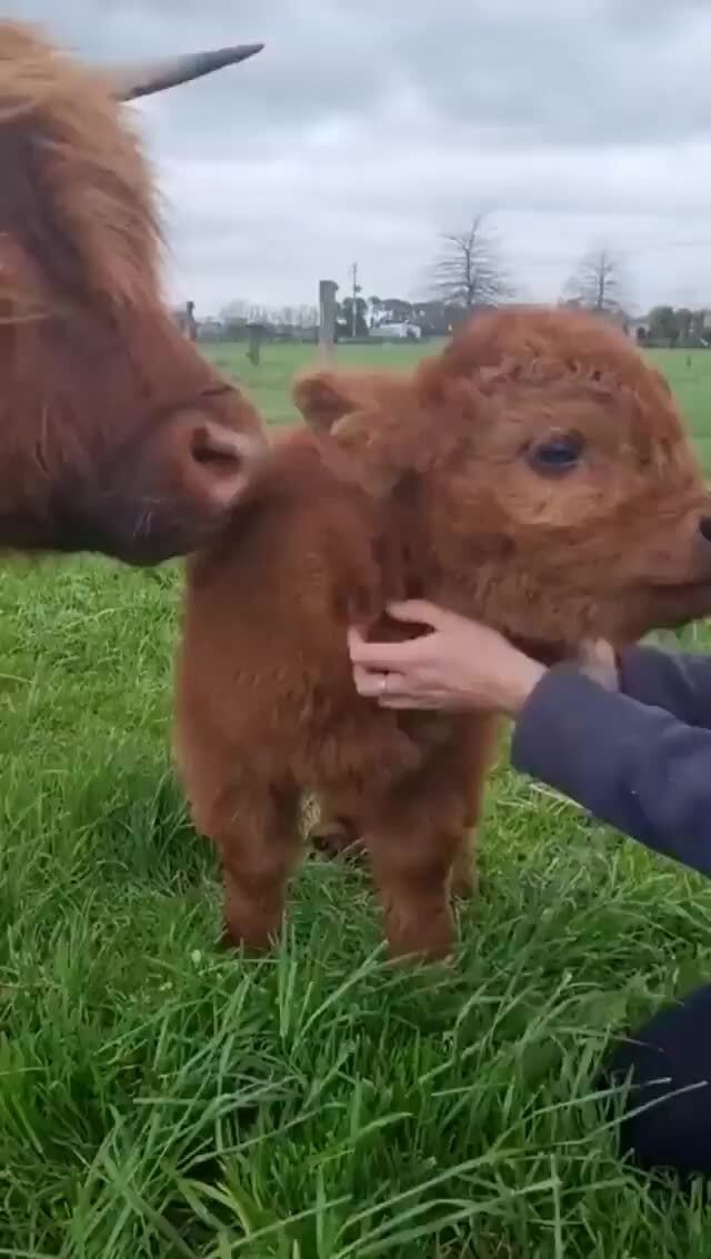 Baby highland cow behaves exactly like a puppy. - iFunny