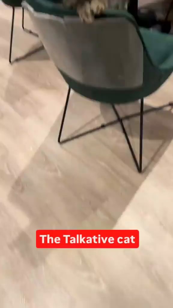 The Talkative cat - iFunny