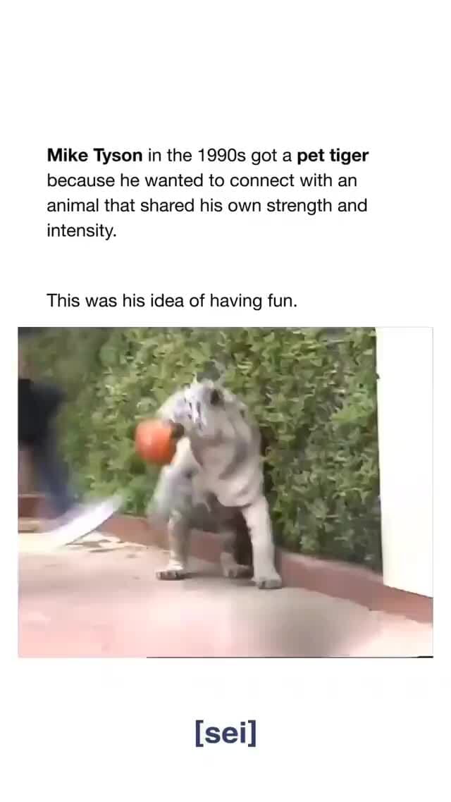 Mike Tyson in the 1990s got a pet tiger because he wanted to connect ...