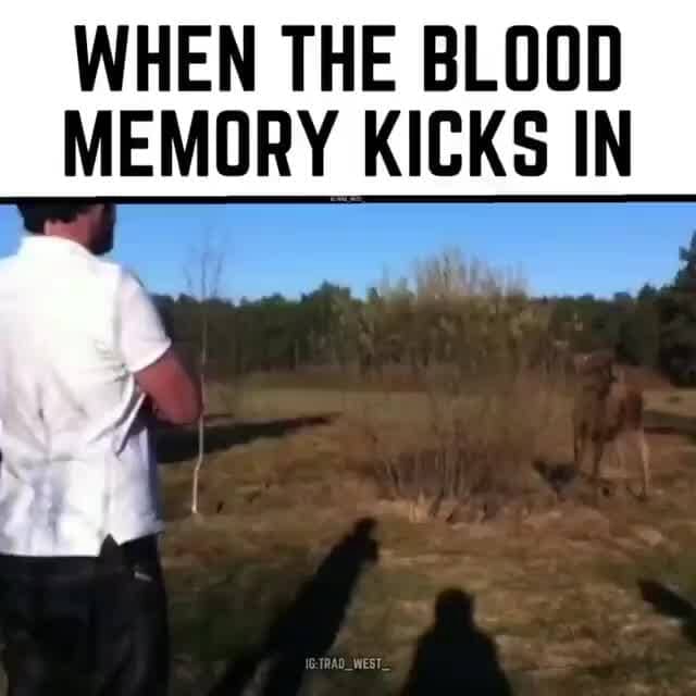 WHEN THE BLOOD MEMORY KICKS IN - iFunny
