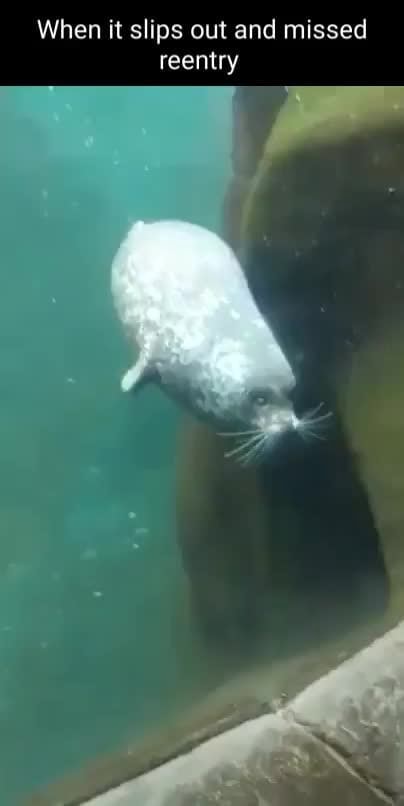 When it slips out and missed reentry - iFunny