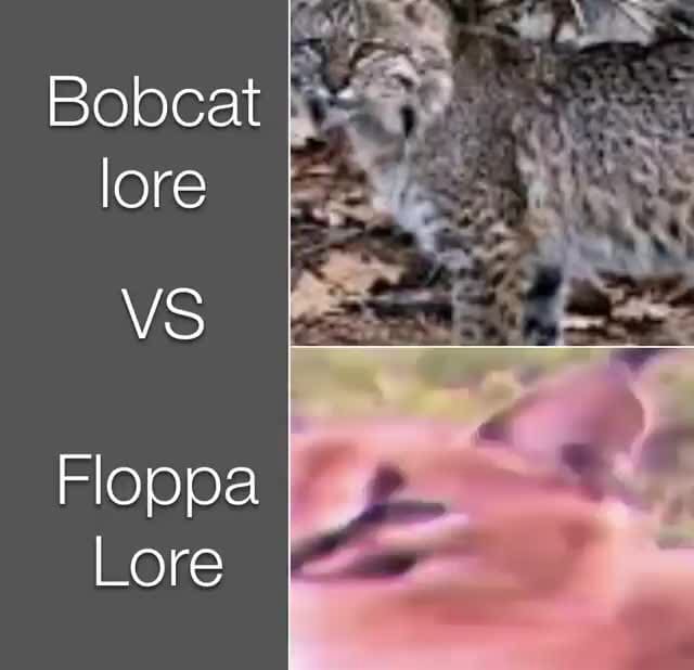 Bobcat lore VS Floppa Lore - iFunny