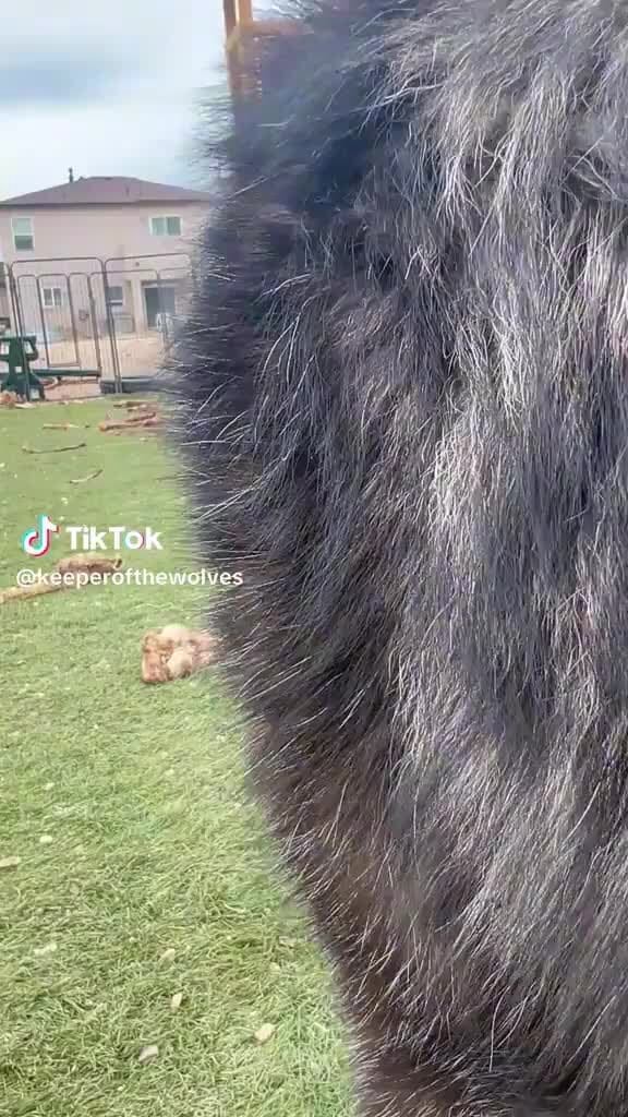Video memes LokTeoE2C by THE_PSYCHO_WOLF_: 107 comments - iFunny