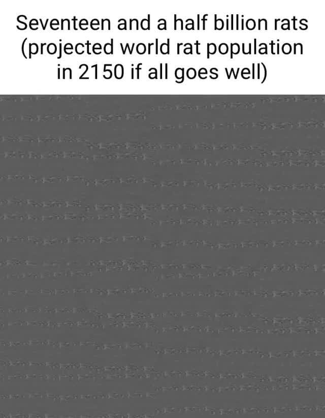 Seventeen and a half billion rats (projected world rat population in ...