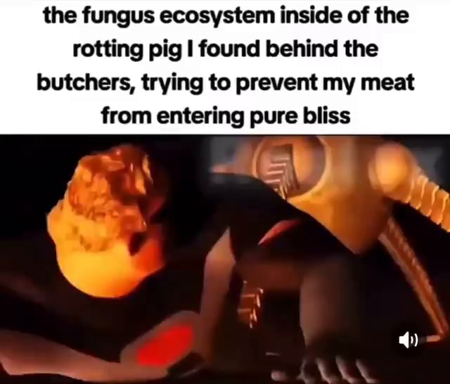 The fungus ecosystem inside of the rotting pig I found behind the ...