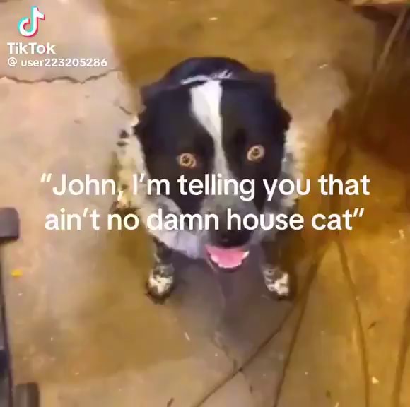 TikTok 'B user2ZZS205286 "John, I'm telling you that ain't no damn ...