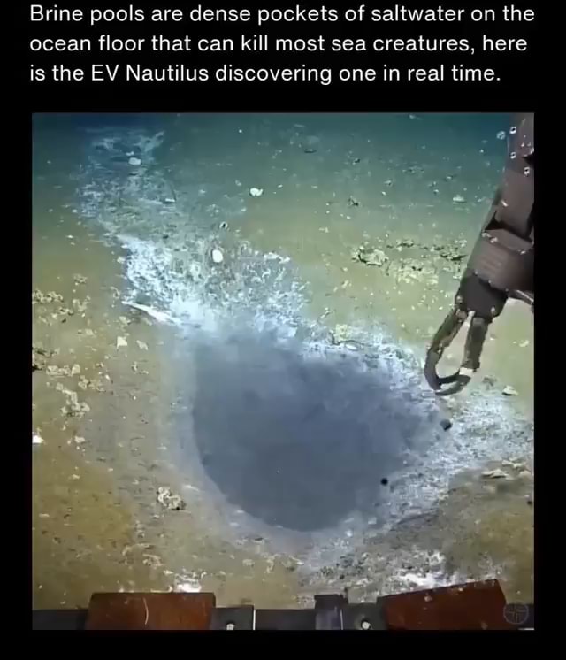 Brine pools are dense pockets of saltwater on the ocean floor that can ...