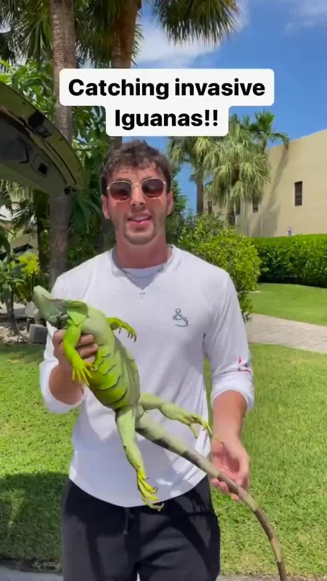 Ching invasive Iguanas!! - iFunny