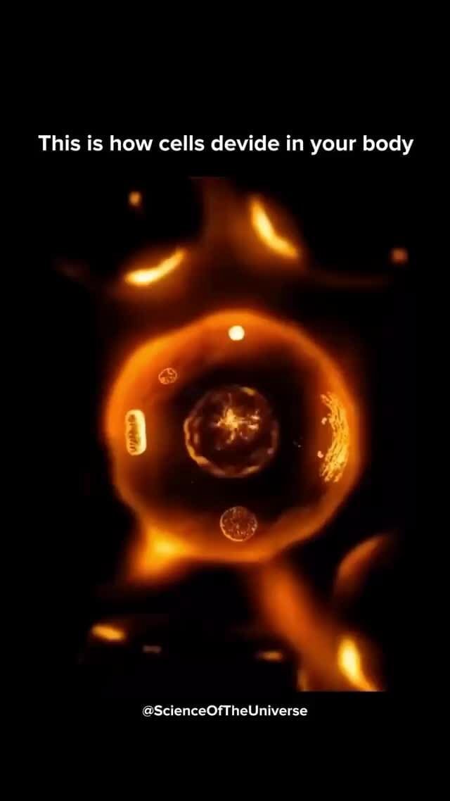 Mitosis is a fundamental process of cell division, consisting of four ...