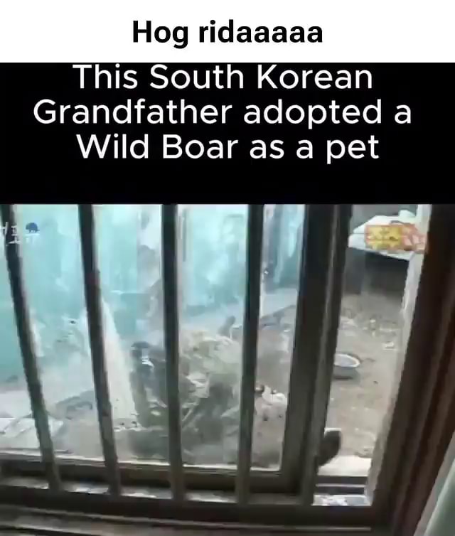 Hog ridaaaaa This South Korean Grandfather adopted a Wild Boar as a pet ...