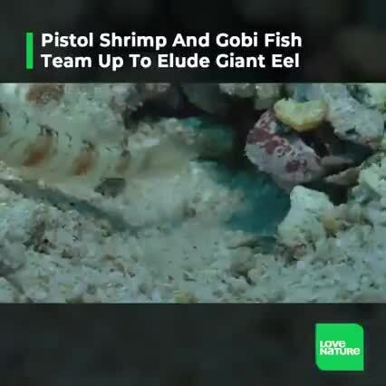 Pistol Shrimp And Gobi Fish Team Up To Elude Giant Eel - iFunny