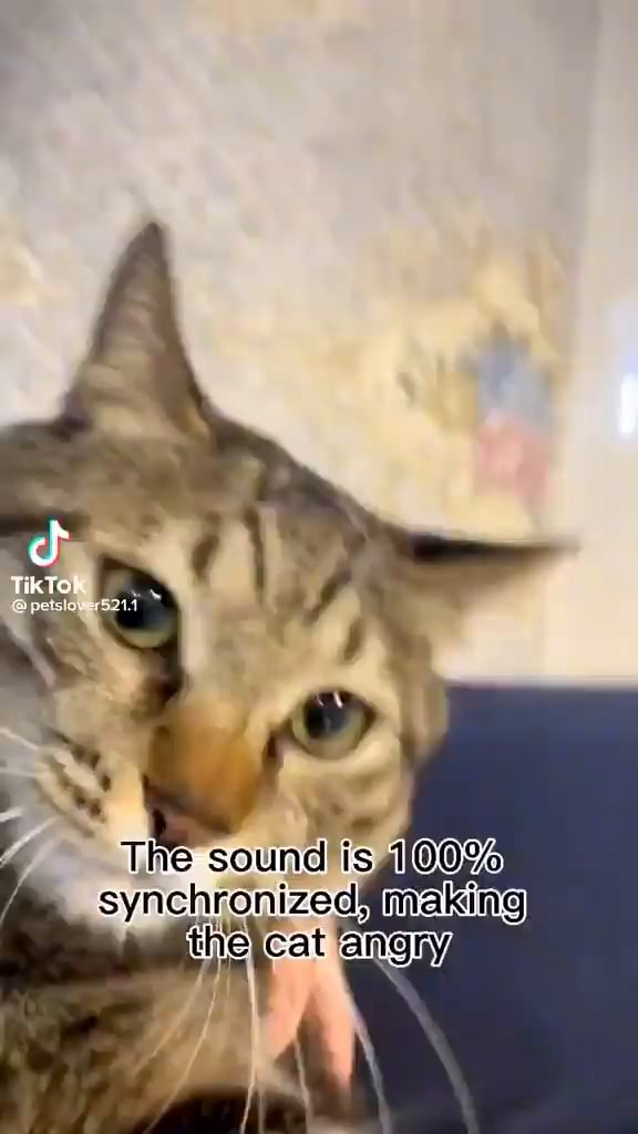 The sound t synehronized, malxing - iFunny