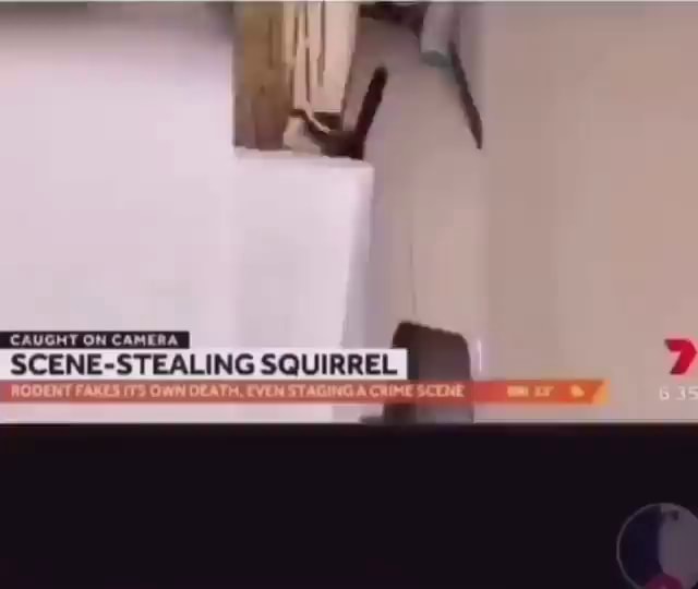 CAUGHT ON CAMERA SCENE-STEALING SQUIRREL - iFunny