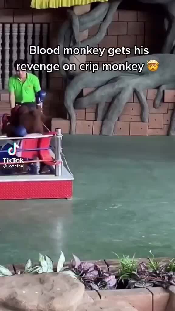 Blood monkey gets his revenge on crip monkey Tik Tok - iFunny