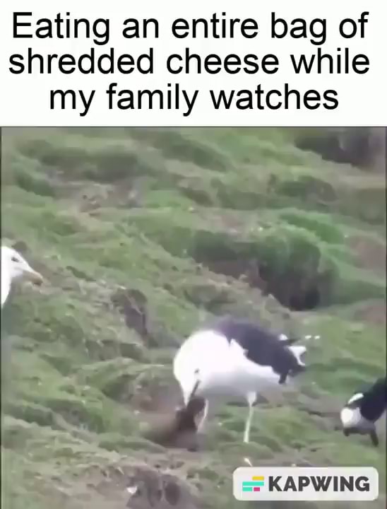 Eating an entire bag of shredded cheese while my family watches IN - iFunny