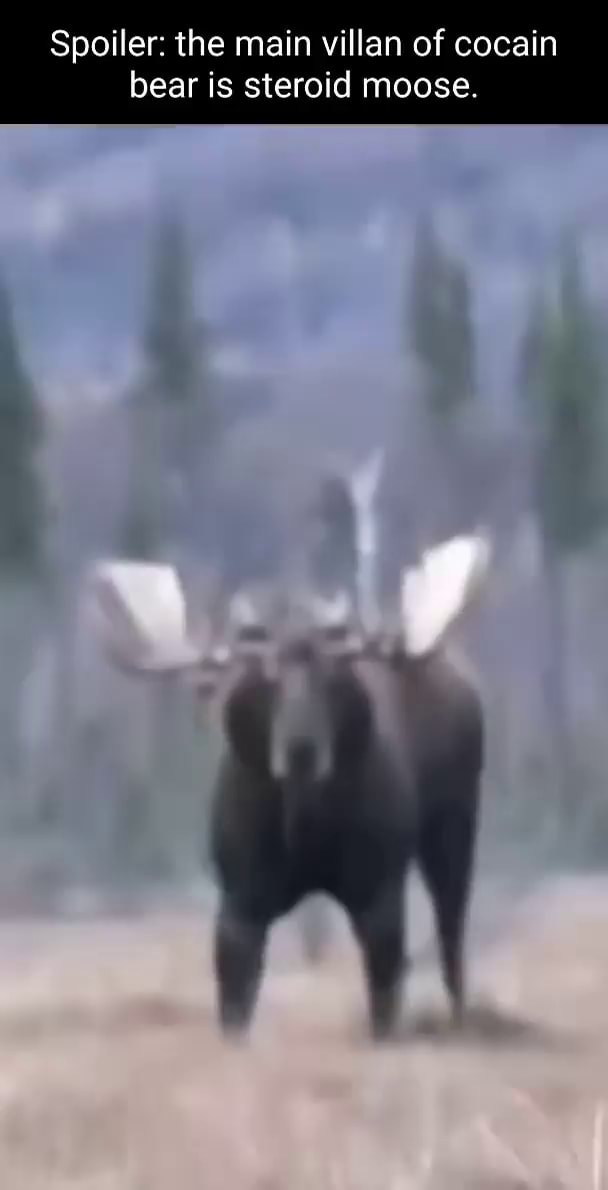 Spoiler: the main villan of cocain bear is steroid moose. - iFunny