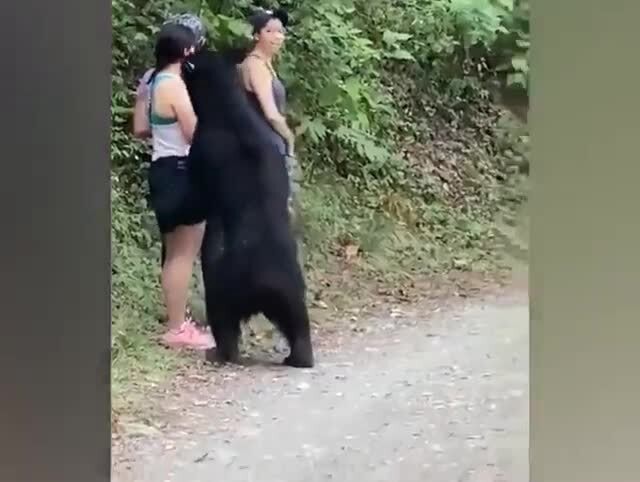 Video memes NMQpaP8q7 by bland_animals_2020 - iFunny