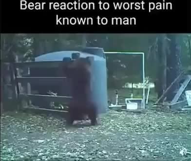 Bear reaction to worst pain known to man - iFunny
