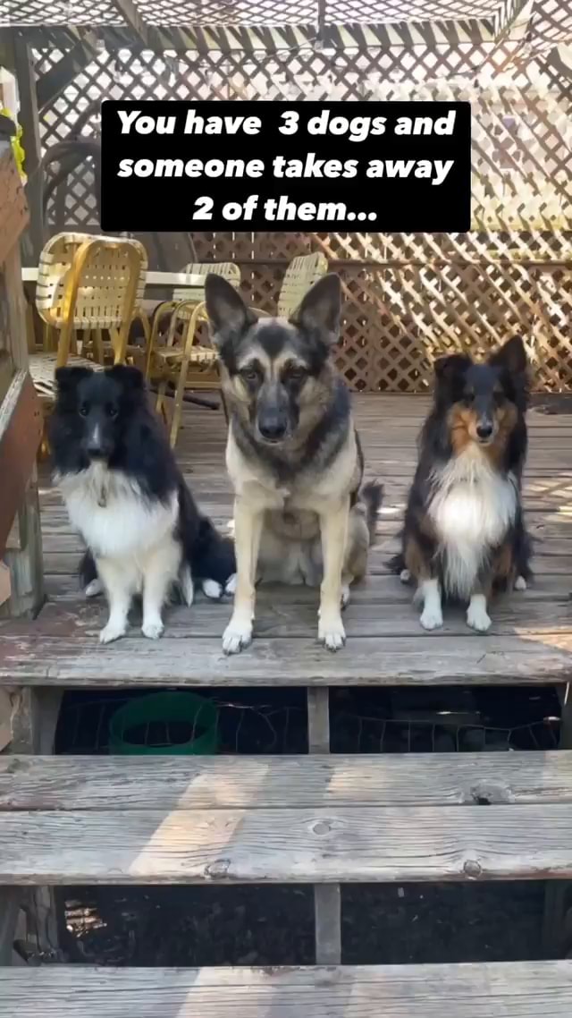 You have 3 dogs and someone takes away 2 of them... - iFunny