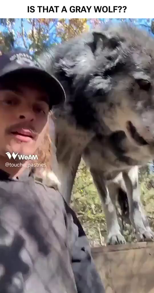 IS THAT A GRAY WOLF?? - iFunny