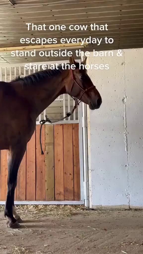 That one cow that escapes everyday to stand outside the barn & stare at ...