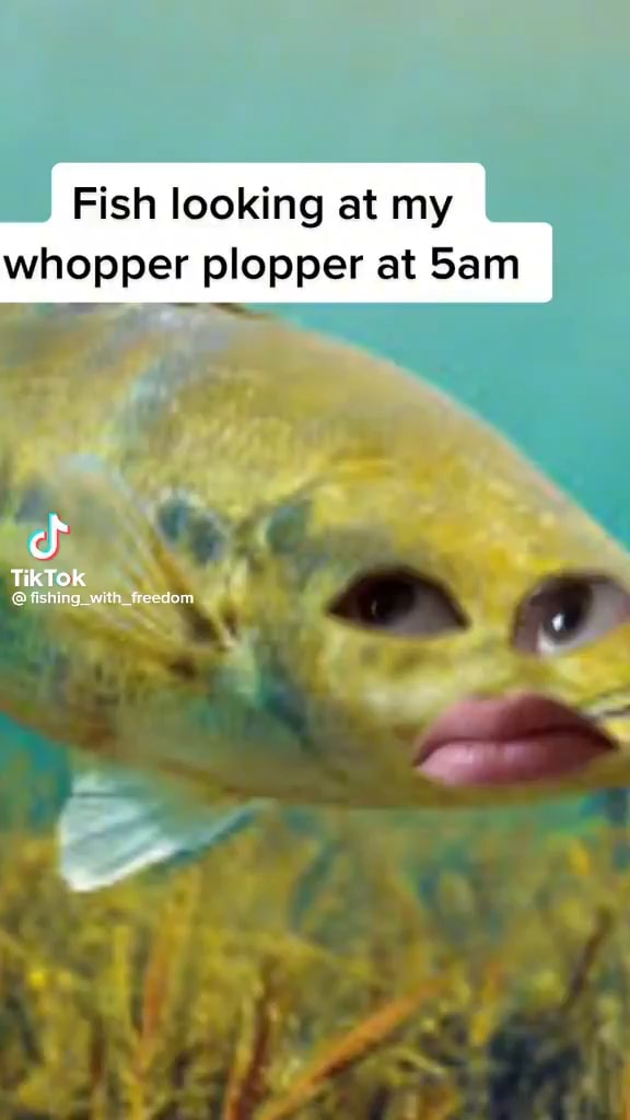 Fish looking at my whopper plopper at TikTok - iFunny